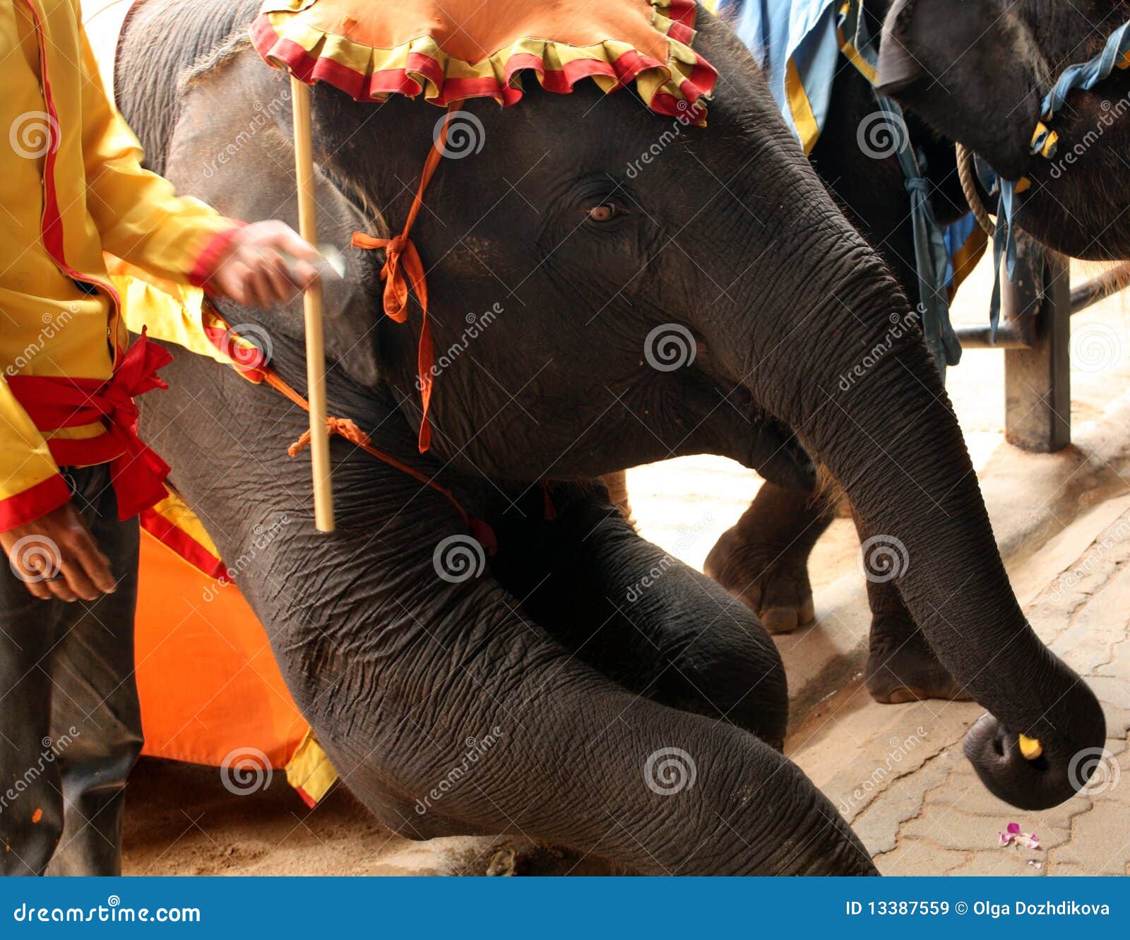 The elephant stock image. Image of training, circus, performance - 13387559