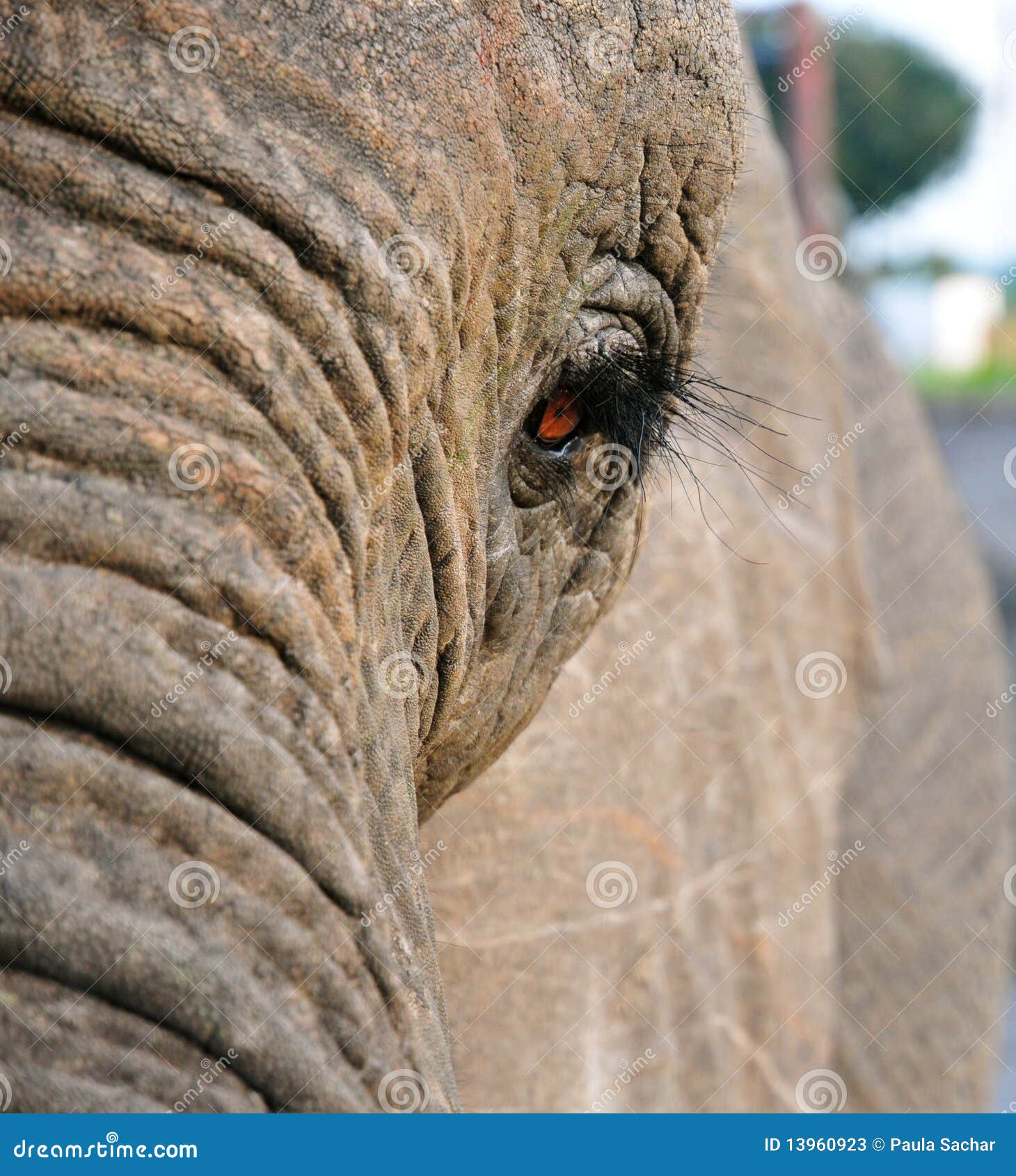 Elephant stock image. Image of texture, textured, eyelash - 13960923
