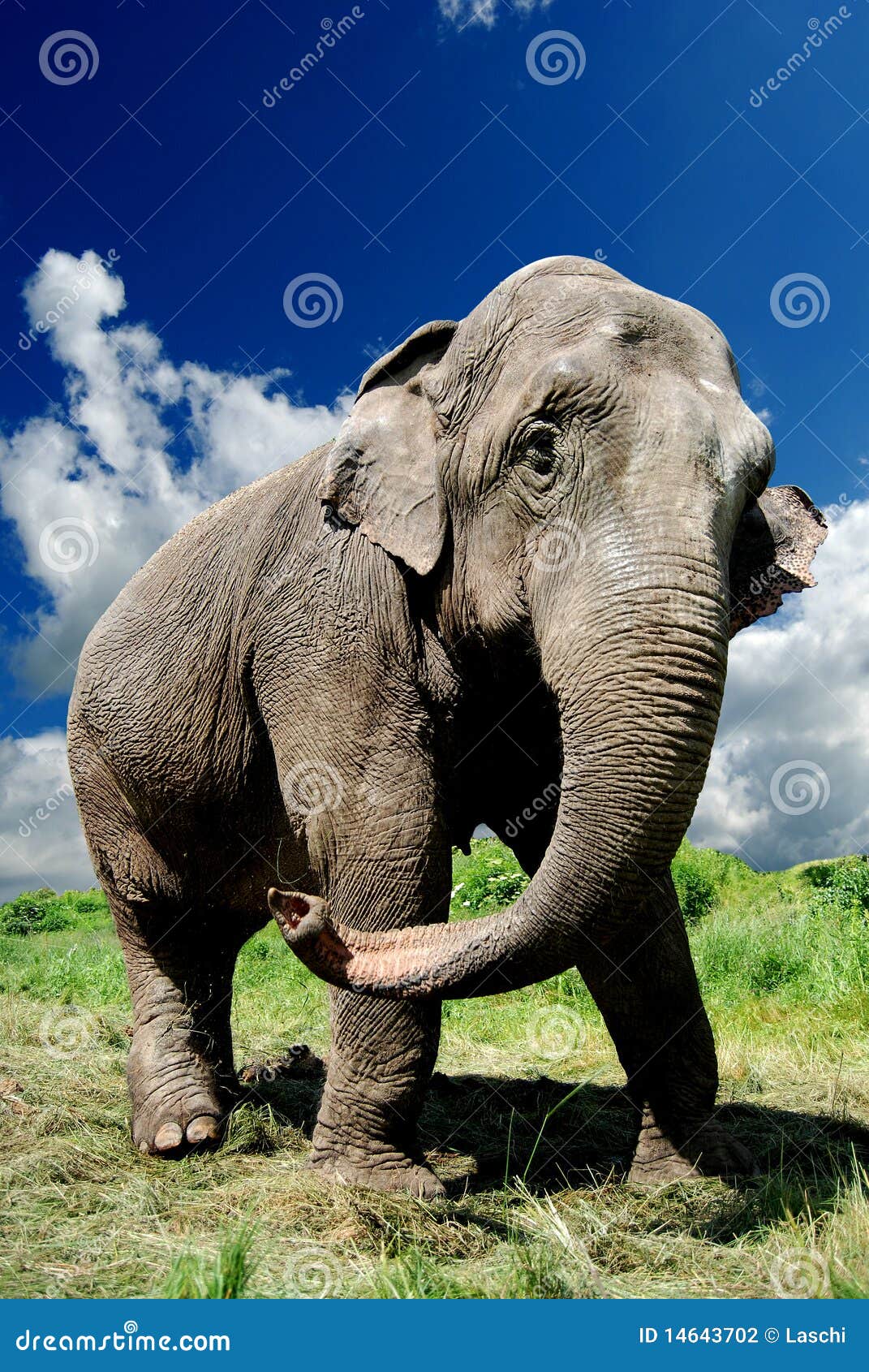 Elephant stock photo. Image of ears, blue, nature, pachyderm - 14643702