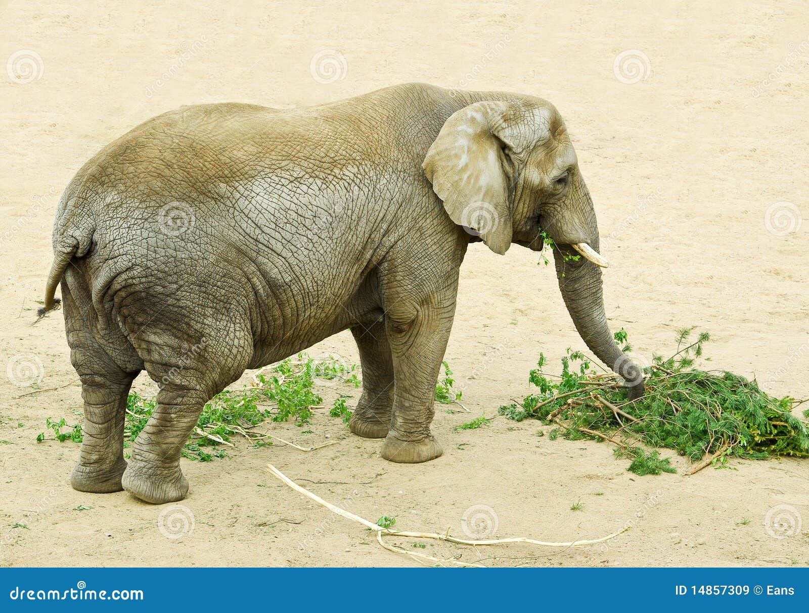 Elephant stock image. Image of heavy, kind, farm, animal - 14857309