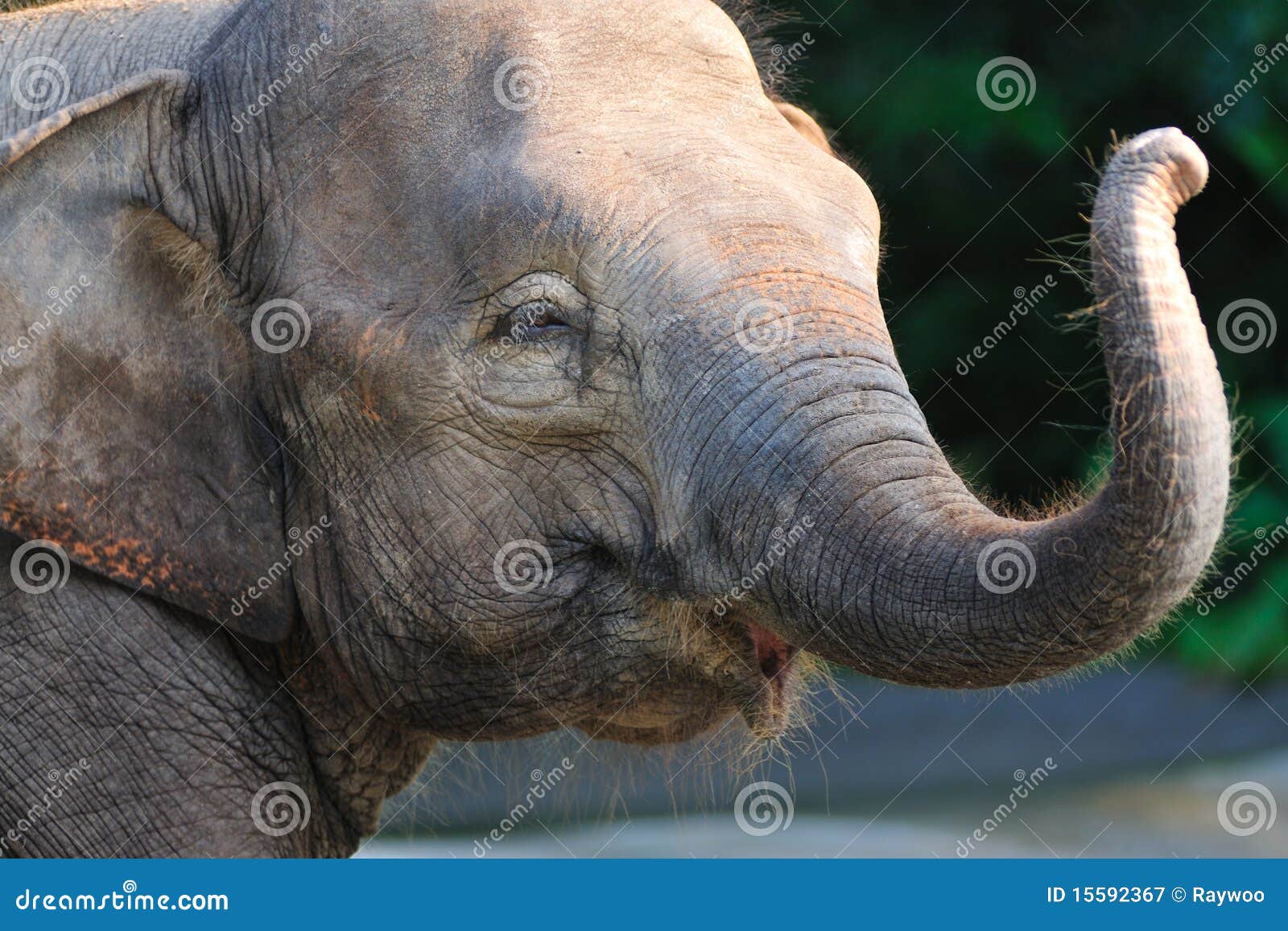 Elephant stock image. Image of nose, wild, nature, elephant - 15592367