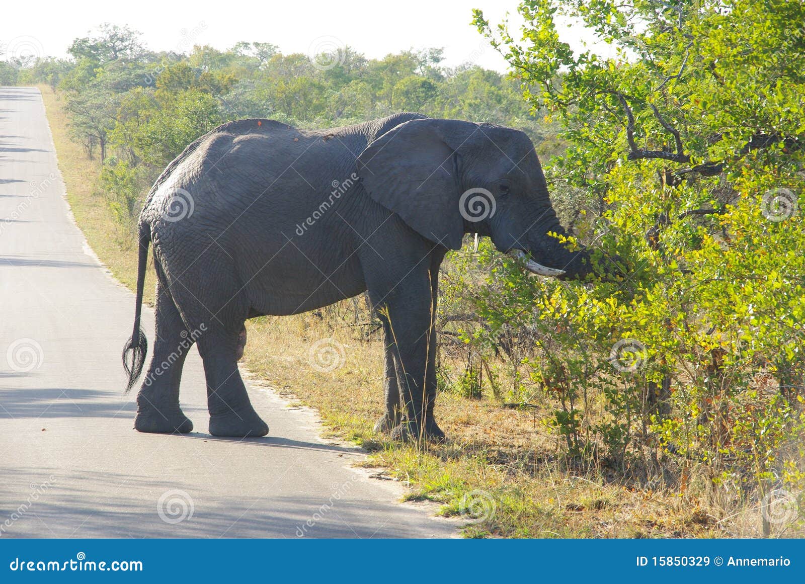Elephant stock image. Image of mammal, savanna, alone - 15850329