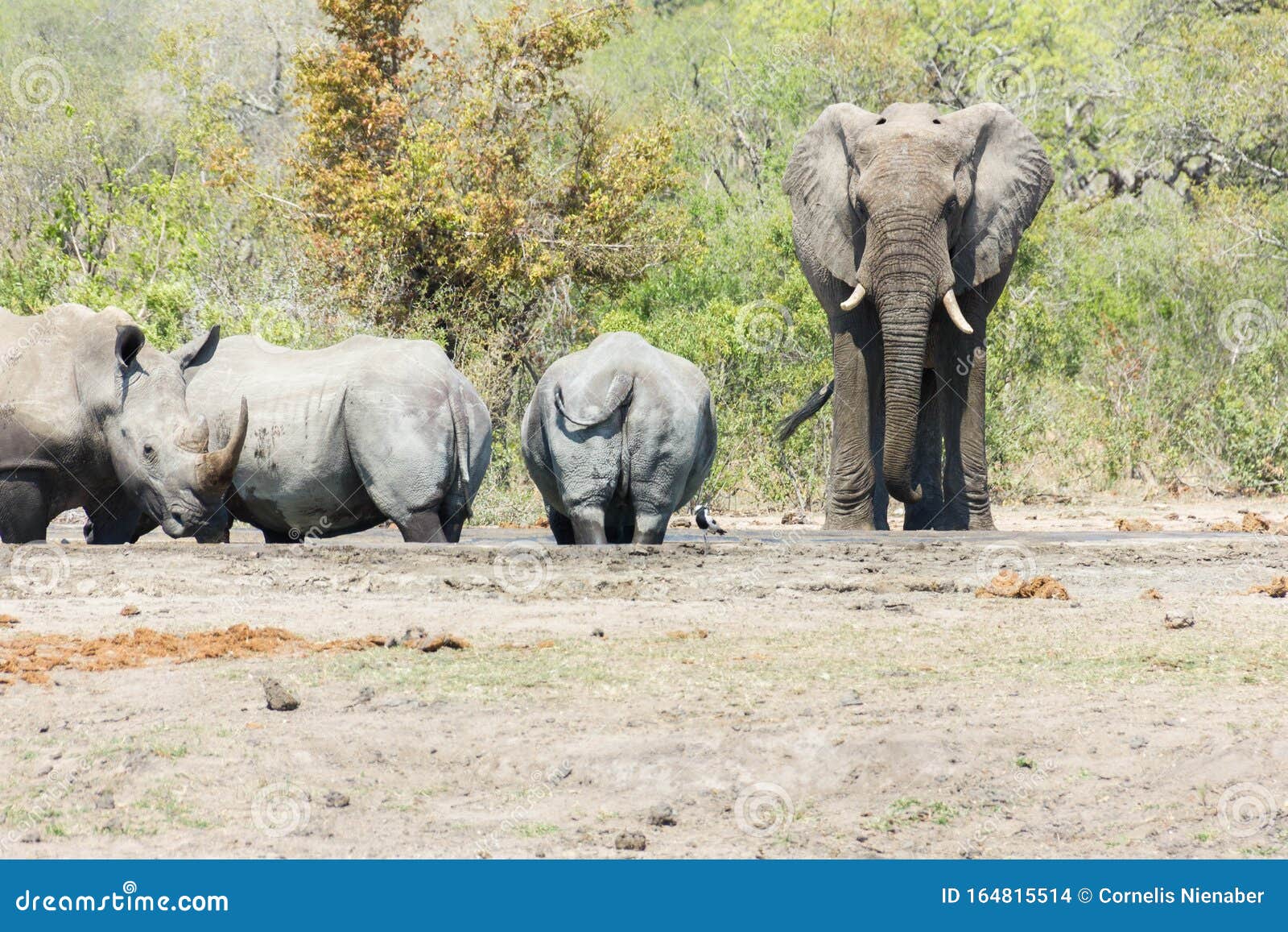 Elephant Approaching a Watering Hole in the Park. Stock Photo - Image ...
