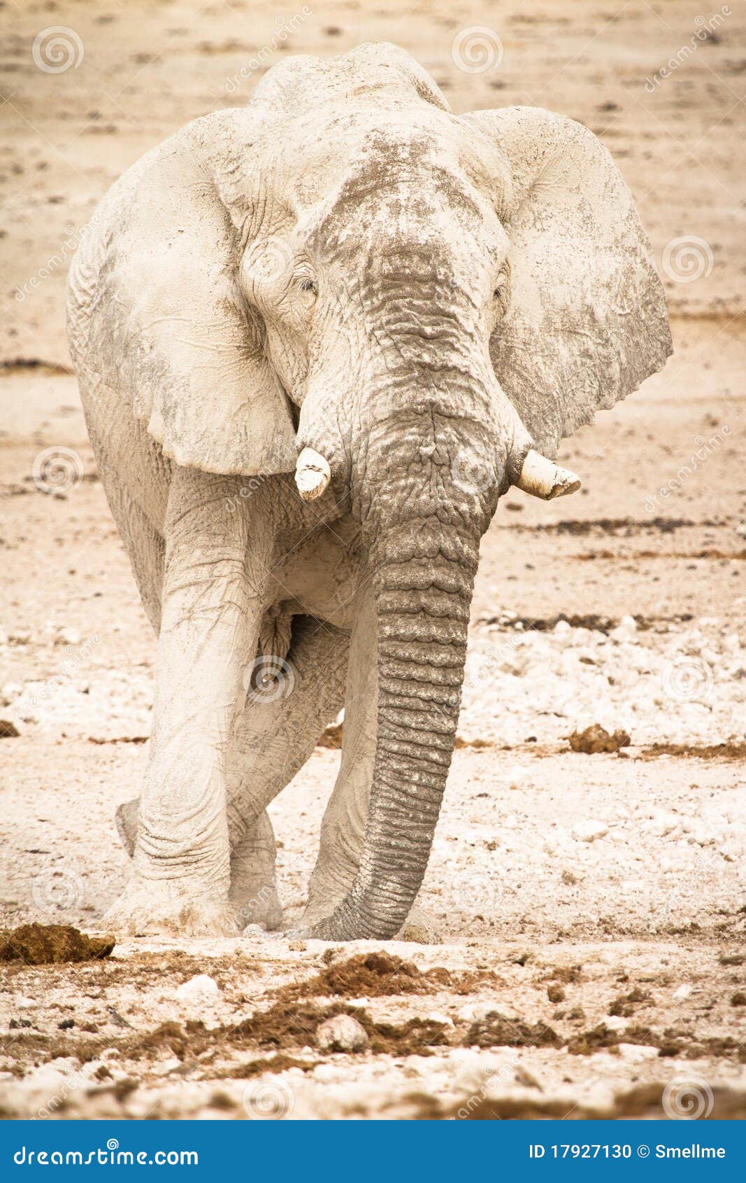 Elephant stock photo. Image of mammal, namibia, charging - 17927130