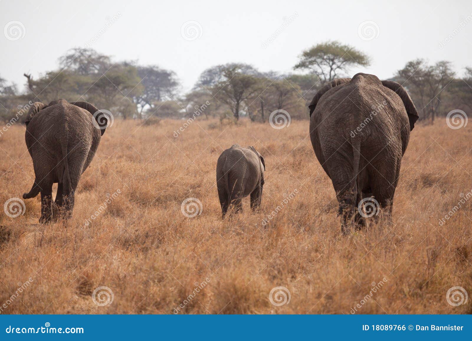 Elephant stock photo. Image of african, danger, tanzania - 18089766