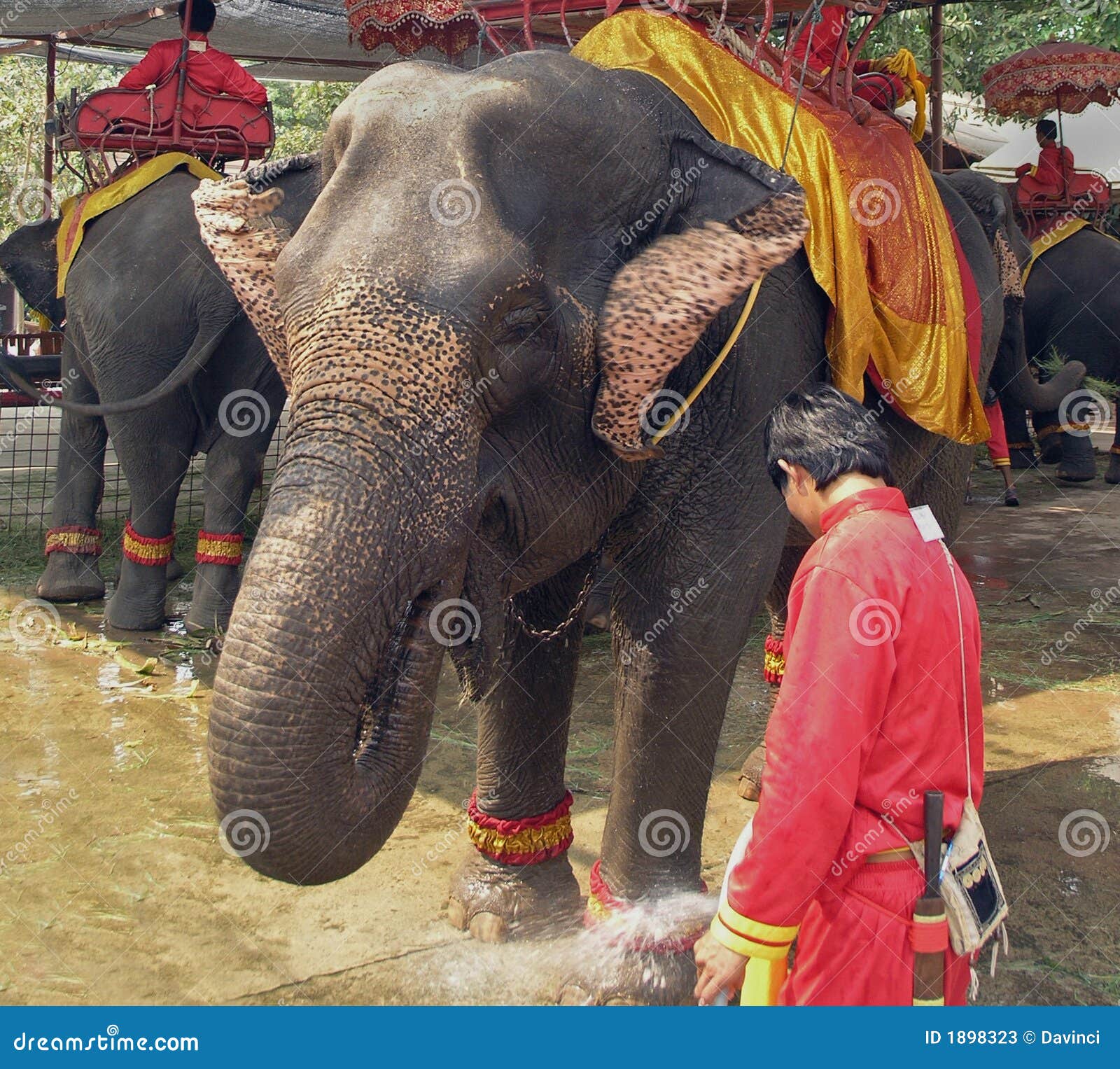 440 Cleaning Elephant Stock Photos - Free & Royalty-Free Stock Photos ...
