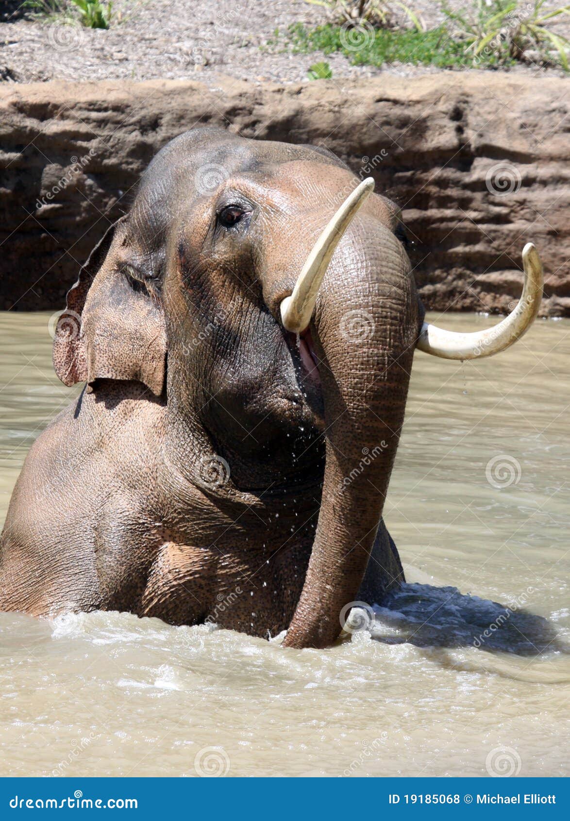 Elephant stock photo. Image of grey, asia, pond, captivity - 19185068