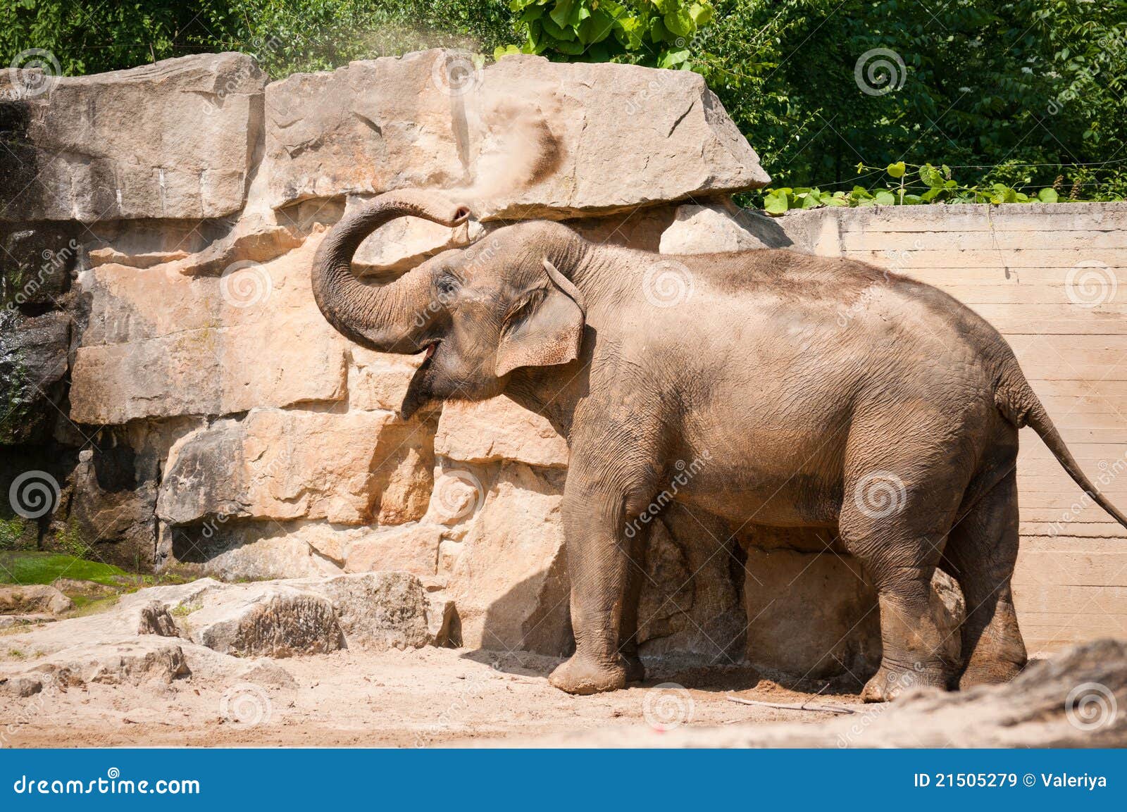 Elephant stock image. Image of energetic, reserve, animal - 21505279