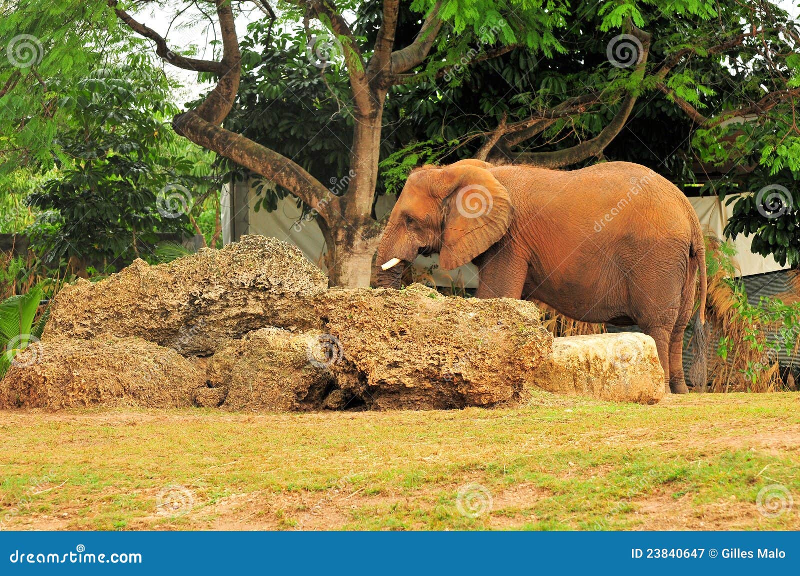 An Elephant stock image. Image of filthy, habitat, dirty - 23840647