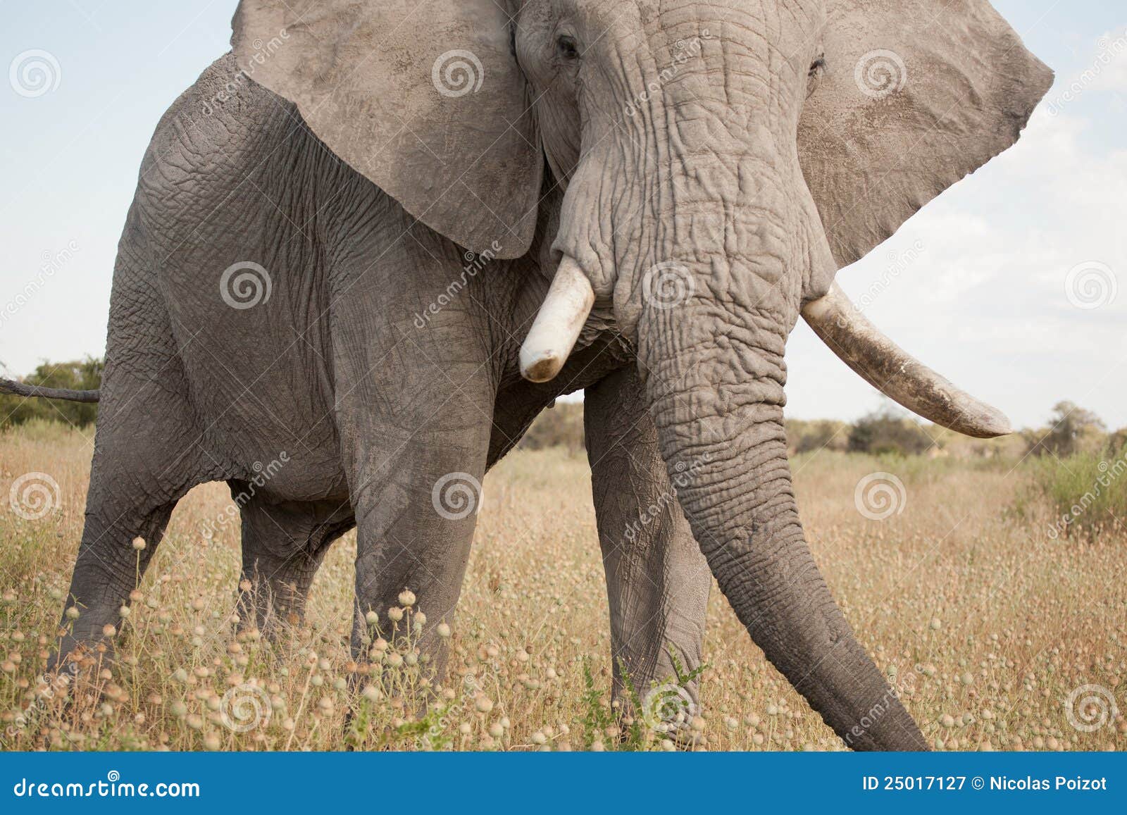 Elephant stock image. Image of blue, alone, aggressive - 25017127
