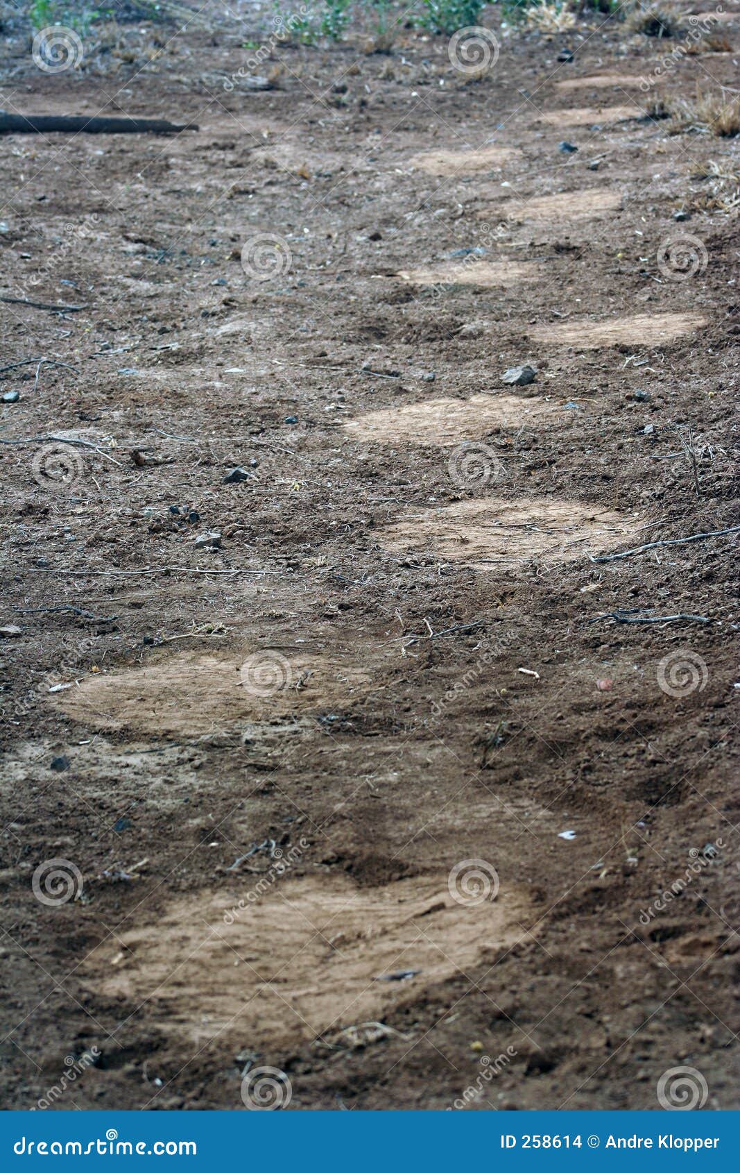 Elephant stock photo. Image of ground, travel, footprint - 258614