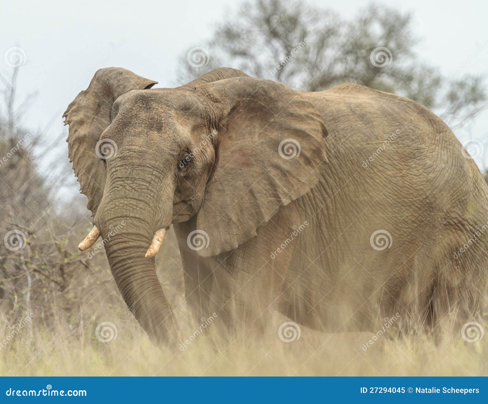 Elephant stock image. Image of park, elephant, mammal - 27294045