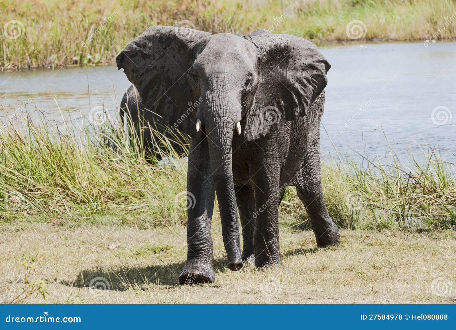 Elephant Coming Out River, Okavango Delta, Botswana Stock Photo - Image ...