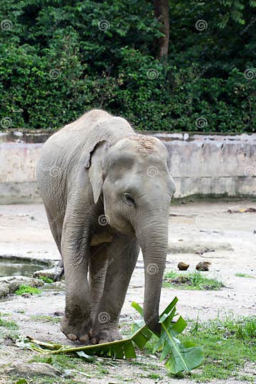 Elephant stock image. Image of proboscidian, wild, animal - 27735095