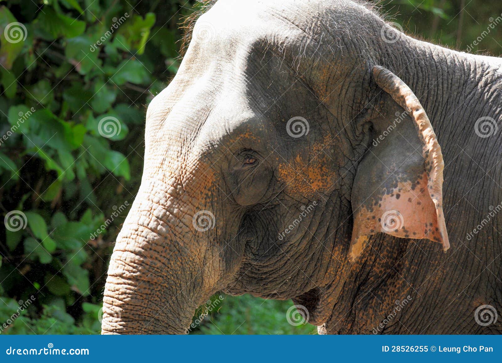 Elephant stock image. Image of slow, detail, feed, brown - 28526255