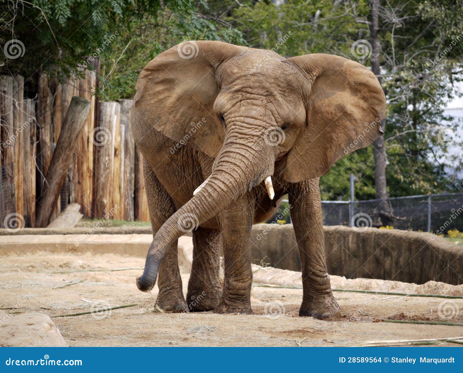 Elephant Stock Photography | CartoonDealer.com #28589564