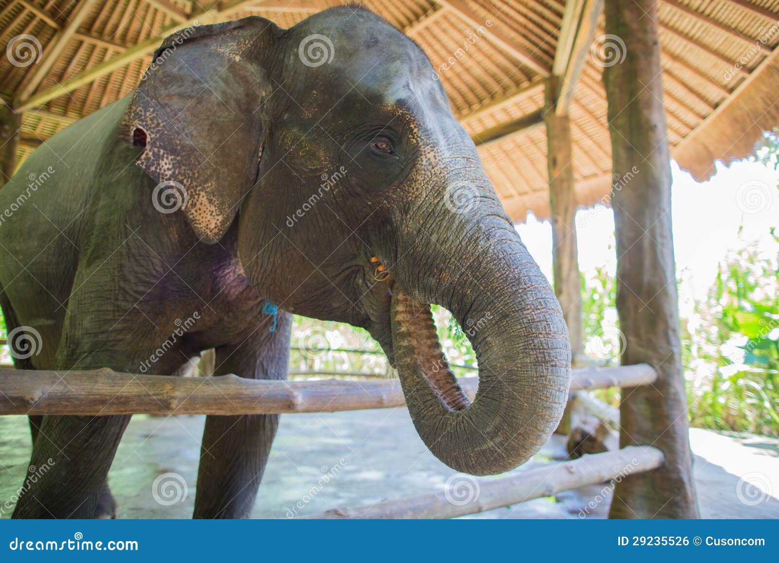 Elephant stock photo. Image of nature, national, environment - 29235526