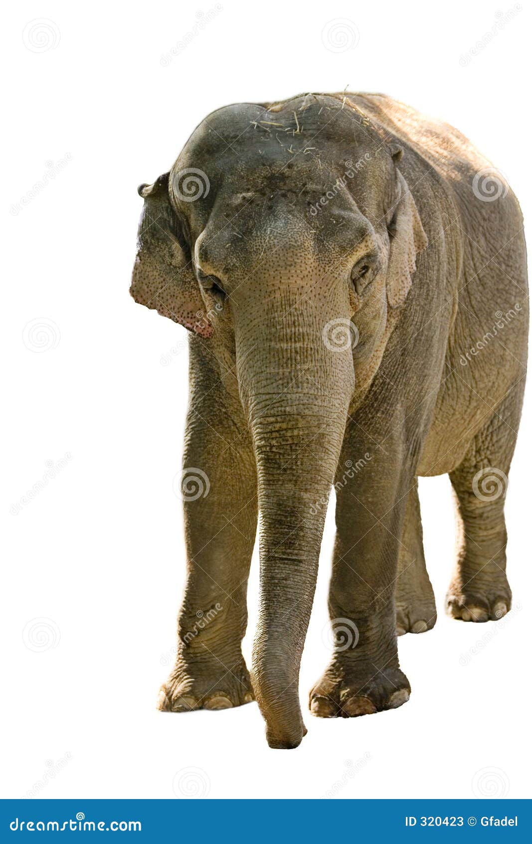 Elephant stock image. Image of animal, view, tusk, thooth - 320423
