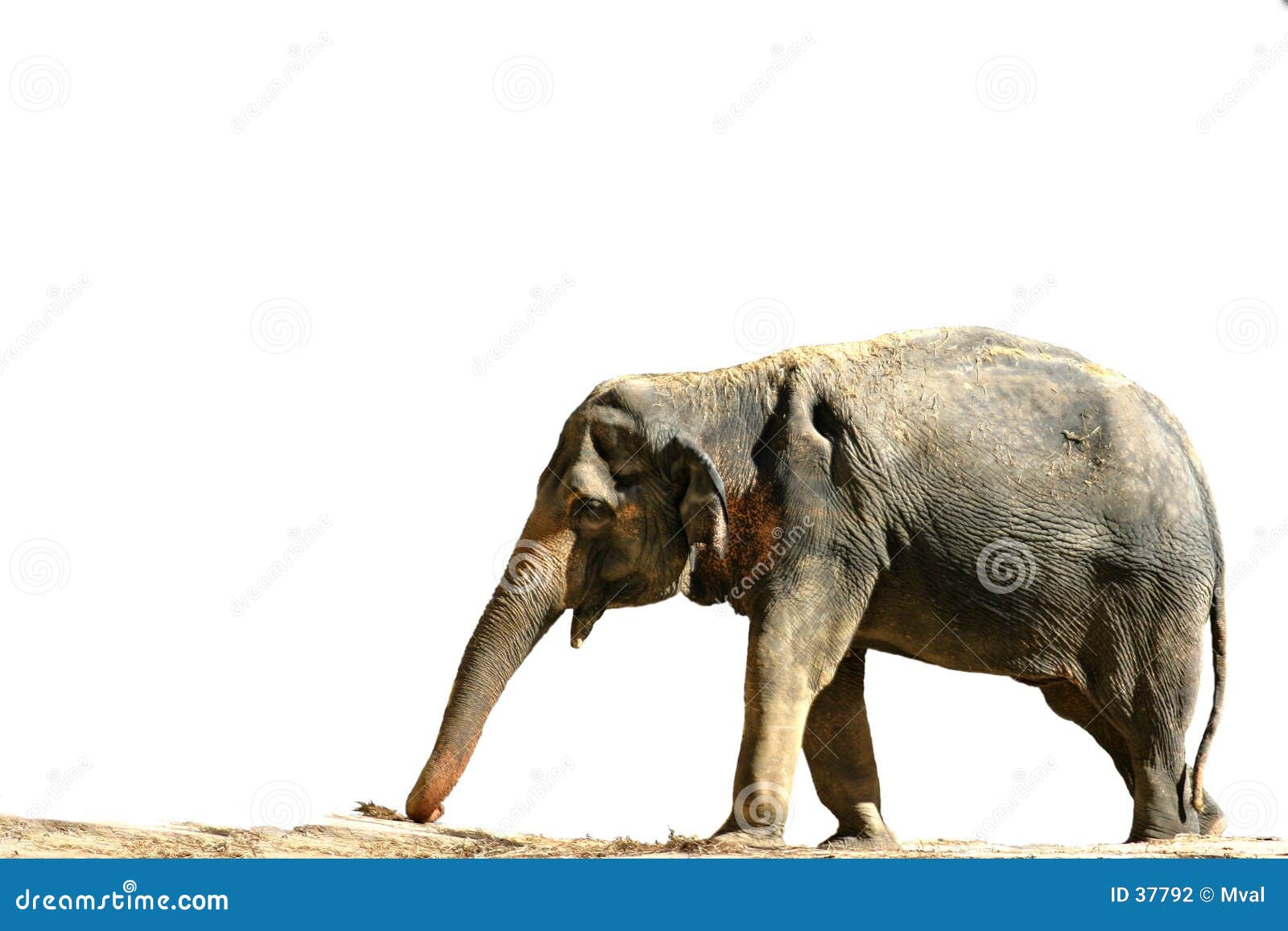 Collection of Elephant Photos - Dreamstime ID:762