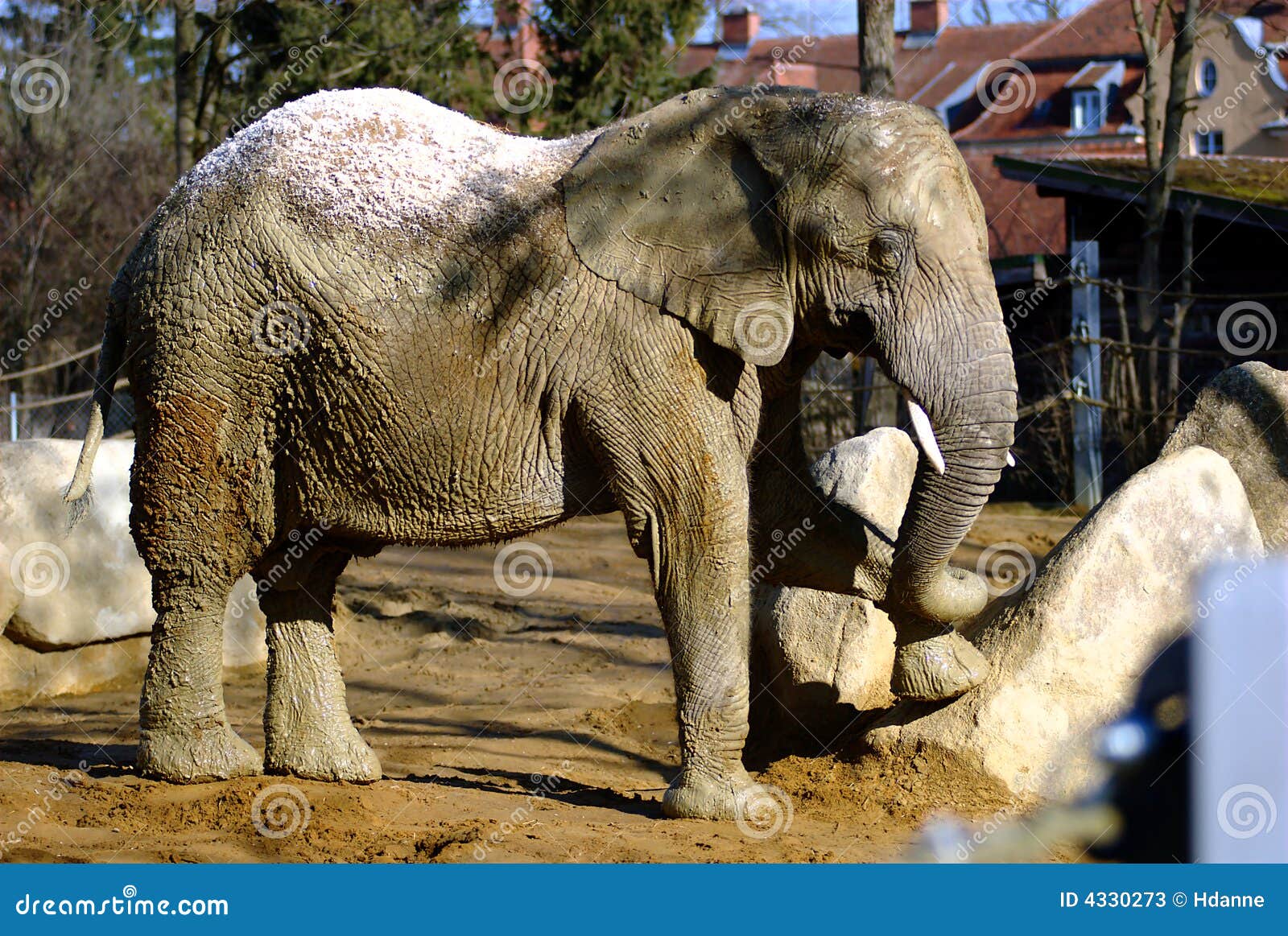 Elephant stock image. Image of animal, strong, mammal - 4330273