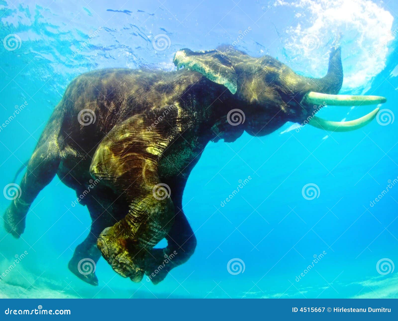 Elephant Leader Stock Photo | CartoonDealer.com #9254460