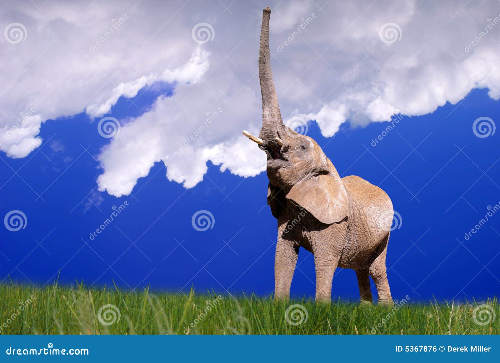 Elephant stock photo. Image of elephant, large, raise - 5367876