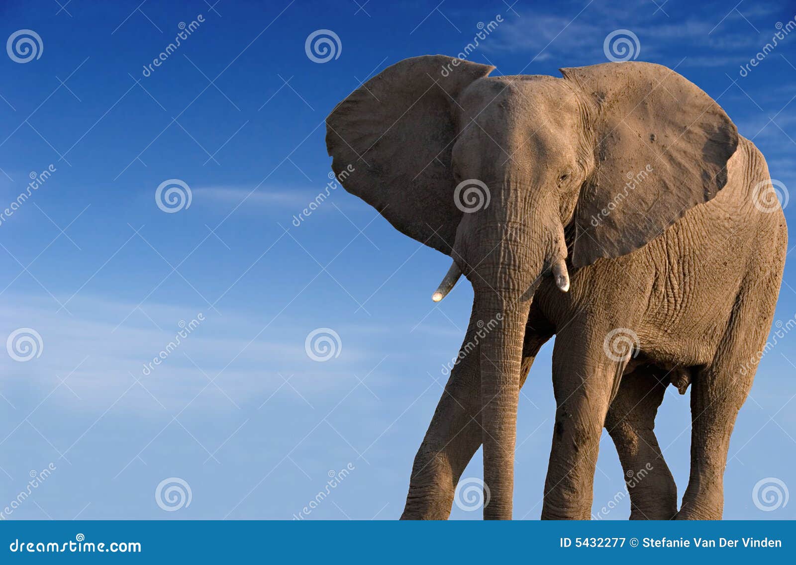 Elephant stock image. Image of power, strong, rough, obese - 5432277