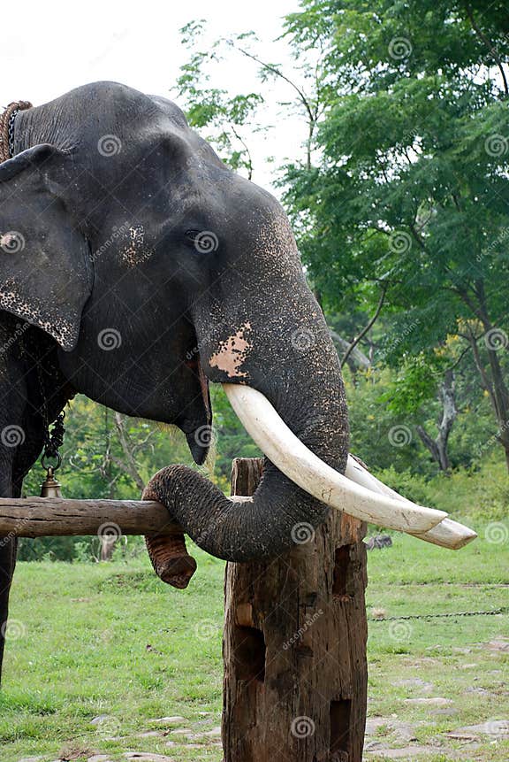 Elephant stock photo. Image of forest, goliath, elephant - 6015476