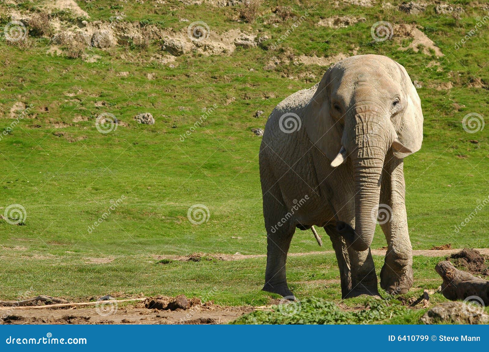 Elephant stock image. Image of tusk, grass, endangered - 6410799