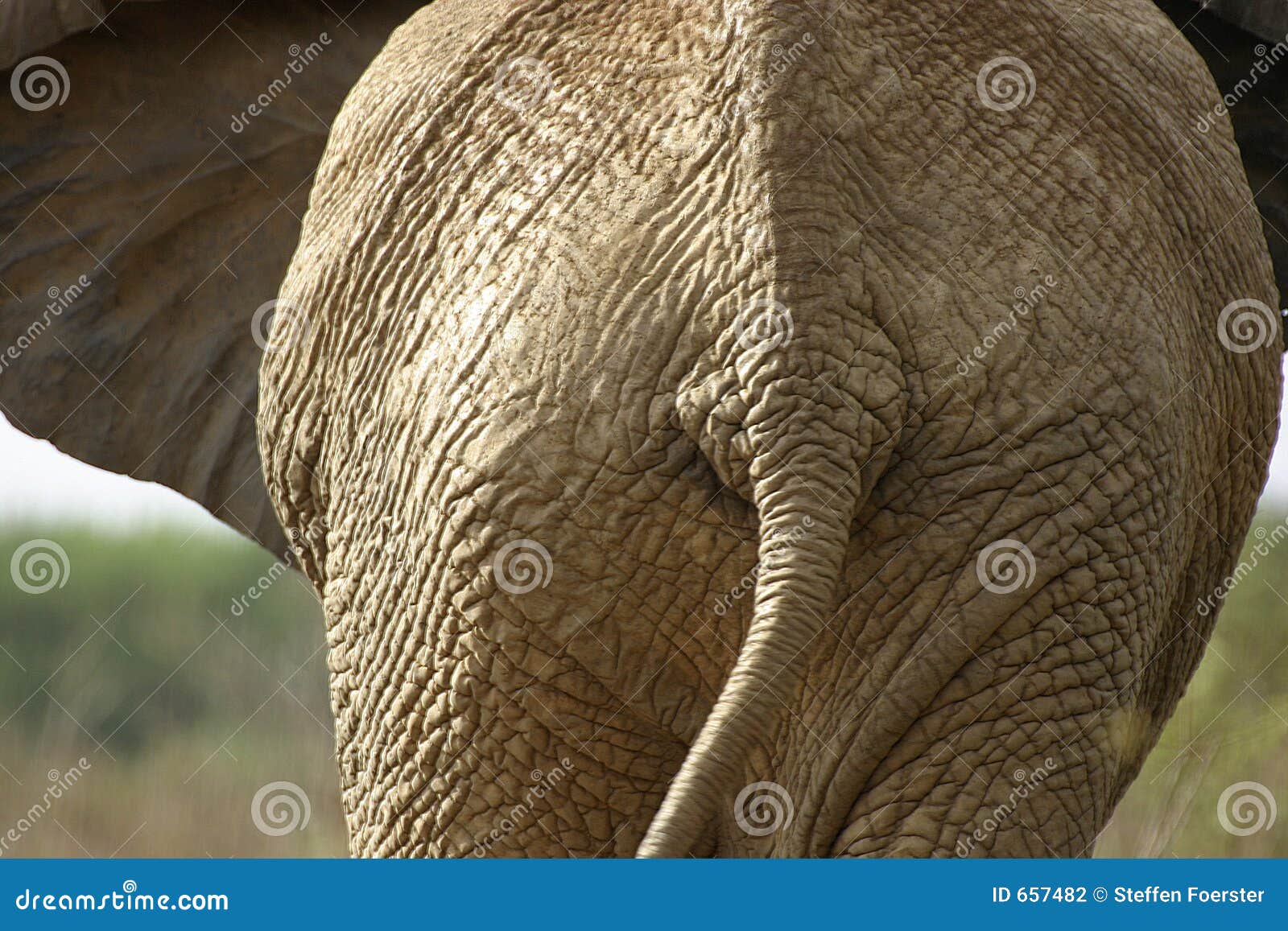 Elephant stock photo. Image of five, buttock, back, african - 657482