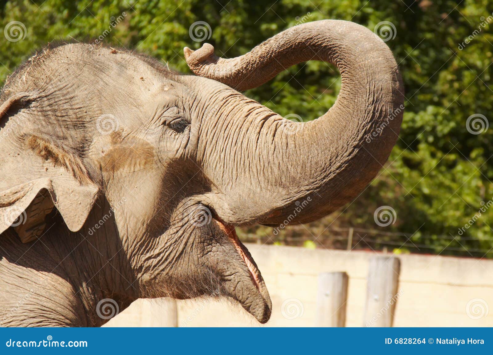 Elephant stock photo. Image of nose, head, wrinkled, pachyderm - 6828264
