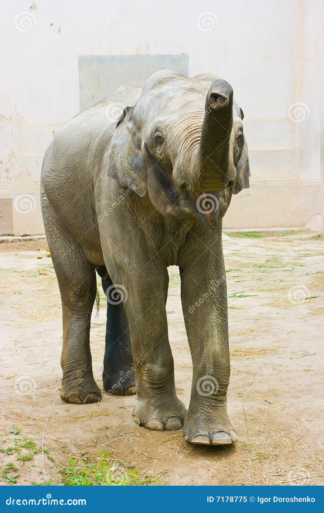 Elephant stock image. Image of grey, look, elephant, eater - 7178775