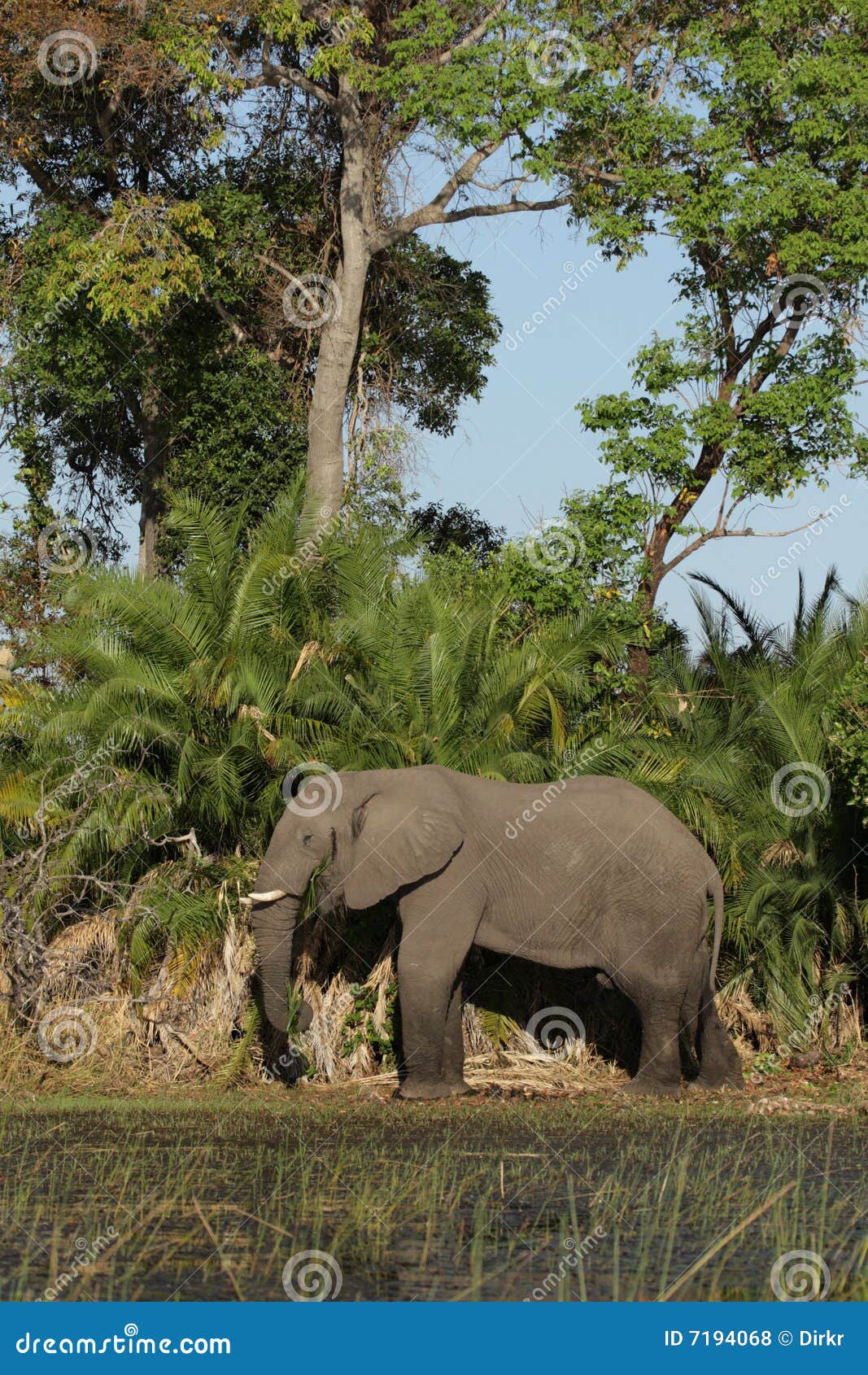 Elephant stock photo. Image of africana, swamp, mammal - 7194068