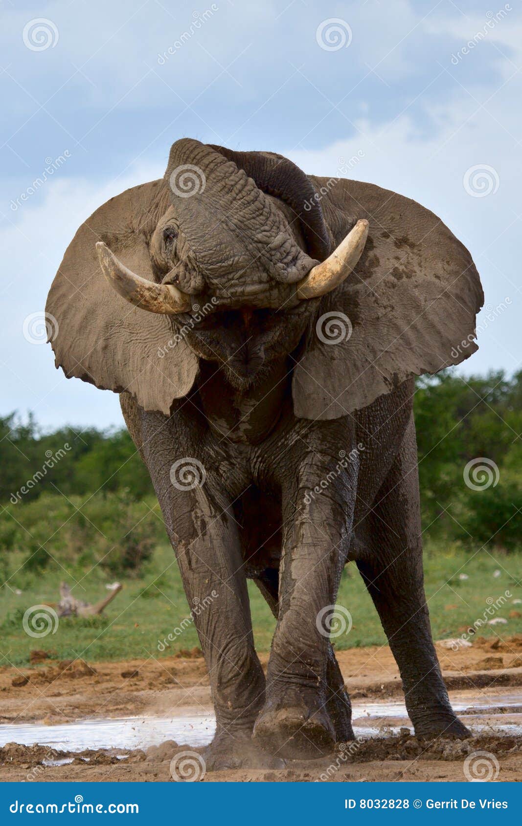 Elephant stock photo. Image of animal, elephant, ivory - 8032828