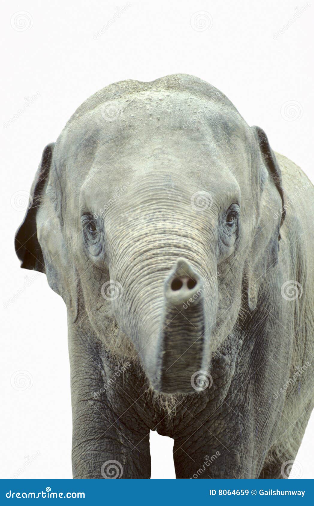 Elephant Nose Stock Images - Download 3,771 Photos - Page 2