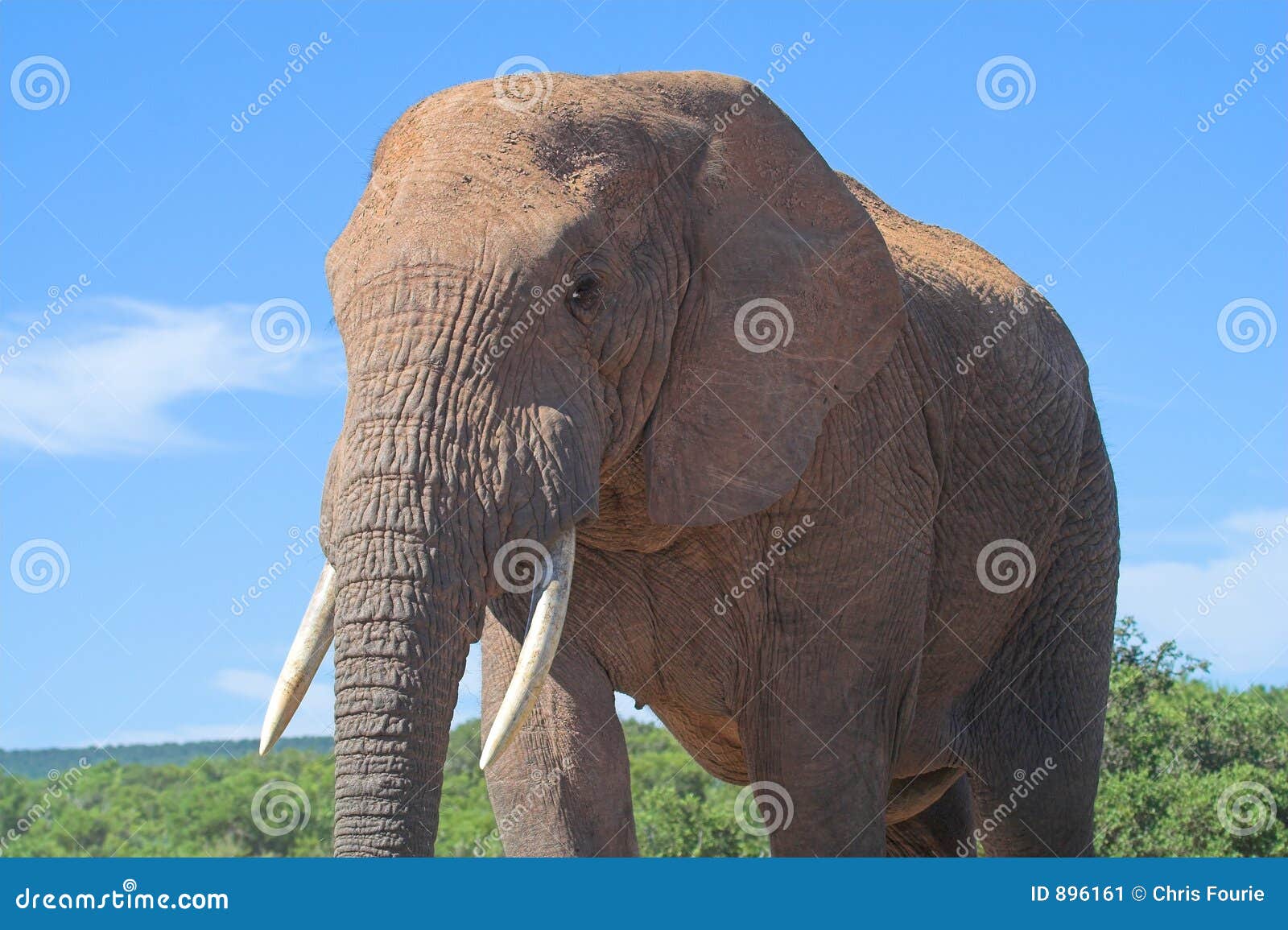 Elephant stock image. Image of safari, mammal, goliath - 896161