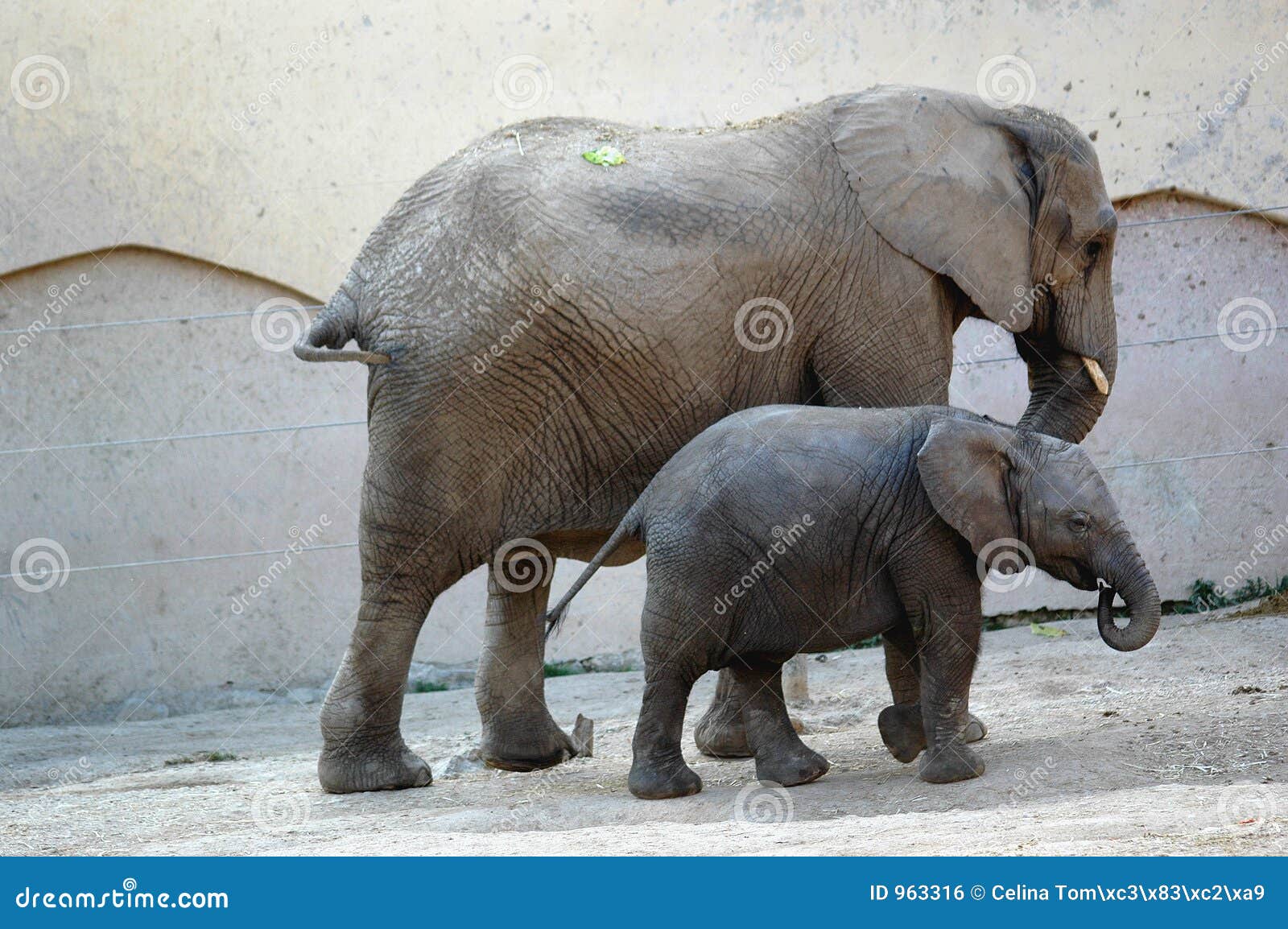 Elephant stock photo. Image of zoological, strong, huge - 963316