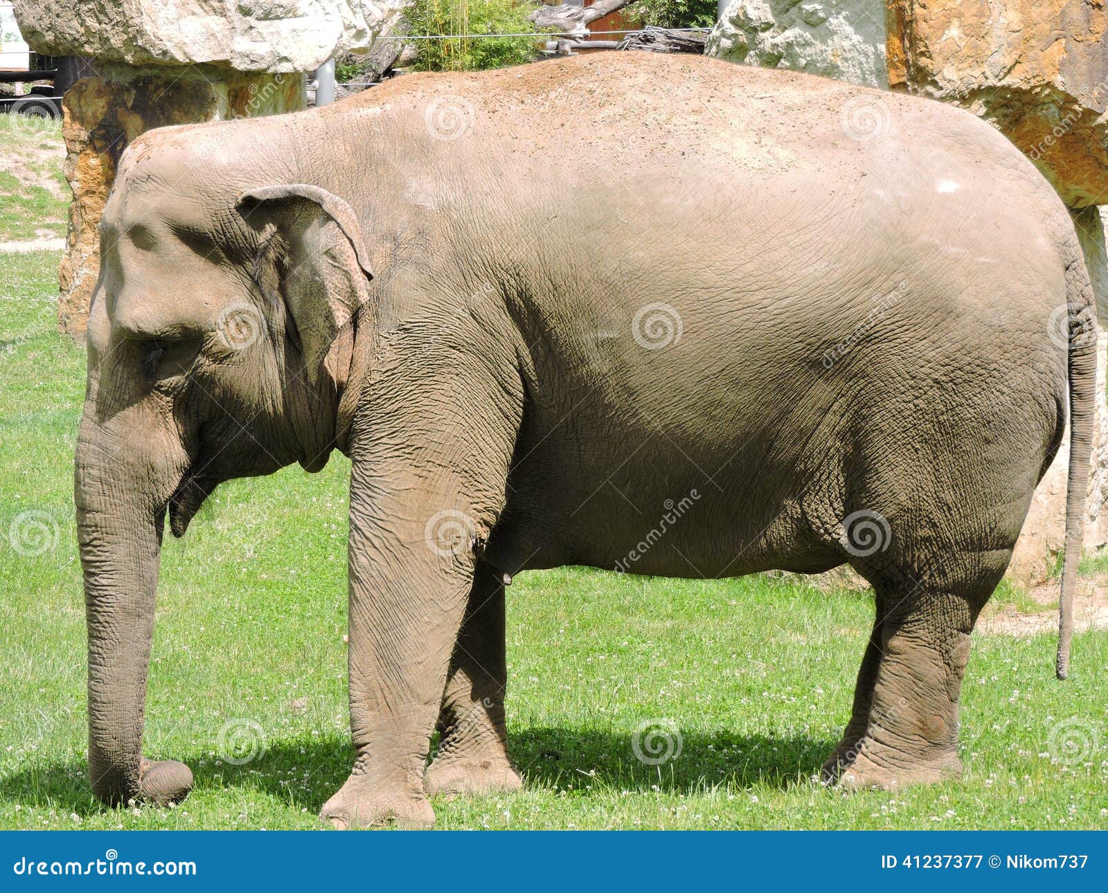Elephant. stock image. Image of forest, force, wealth - 41237377