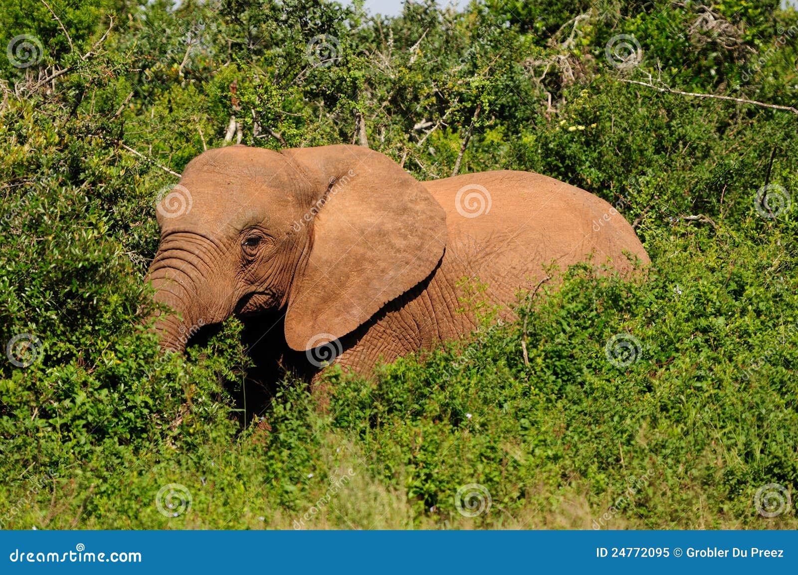 Elephant, Addo National Park Stock Image - Image of nature, africana ...