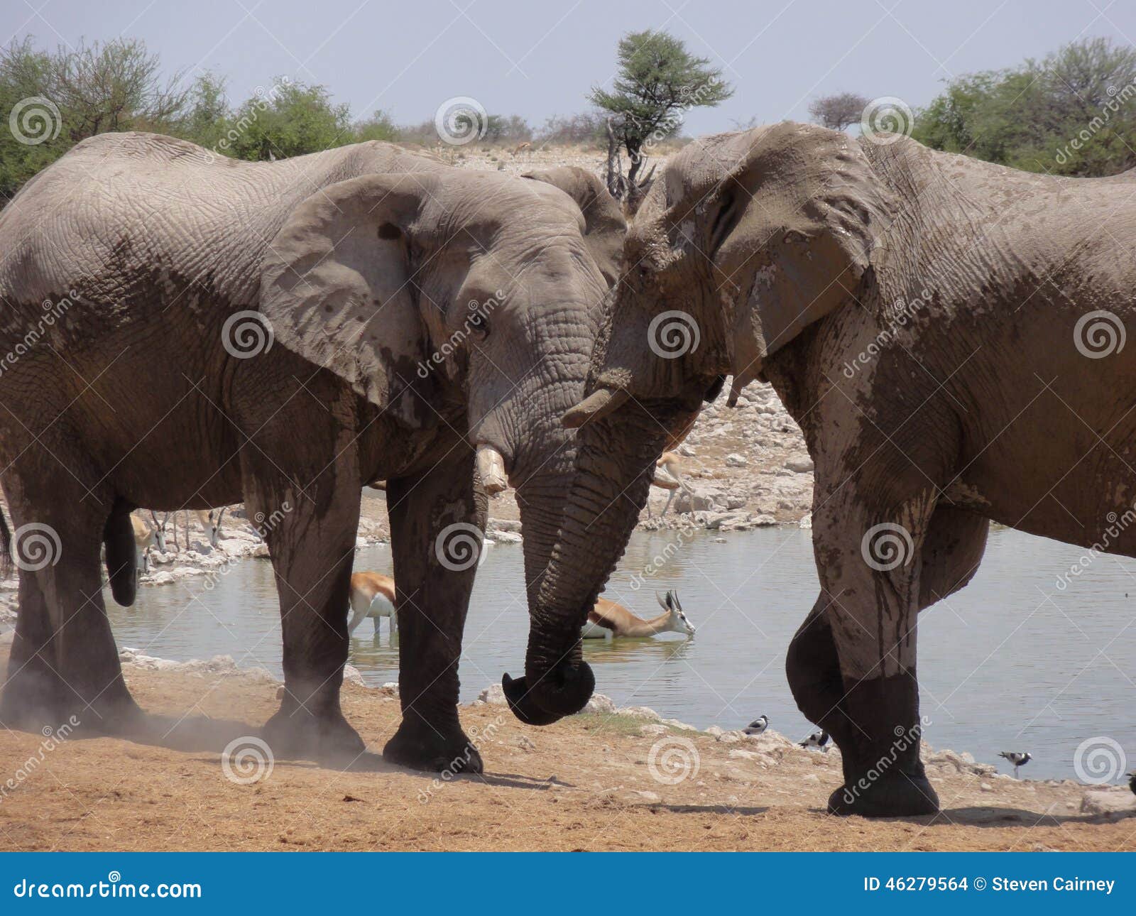 Elephant affection stock photo. Image of attracts, namibia - 46279564