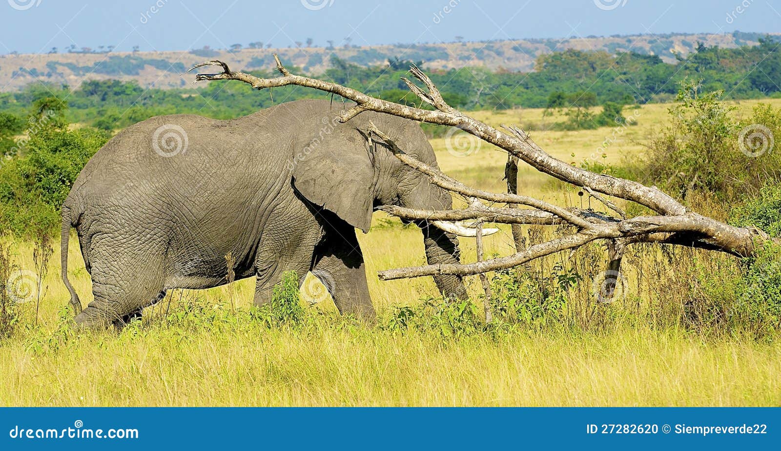 Elephant against the tree stock photo. Image of great - 27282620
