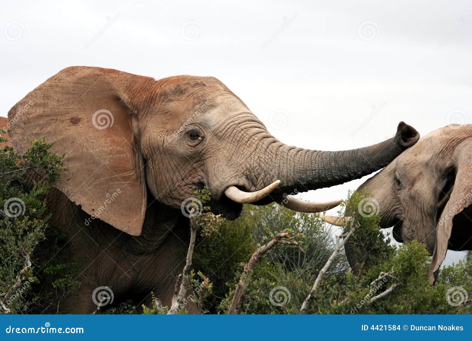 Elephant Aggression stock photo. Image of trunk, animal - 4421584