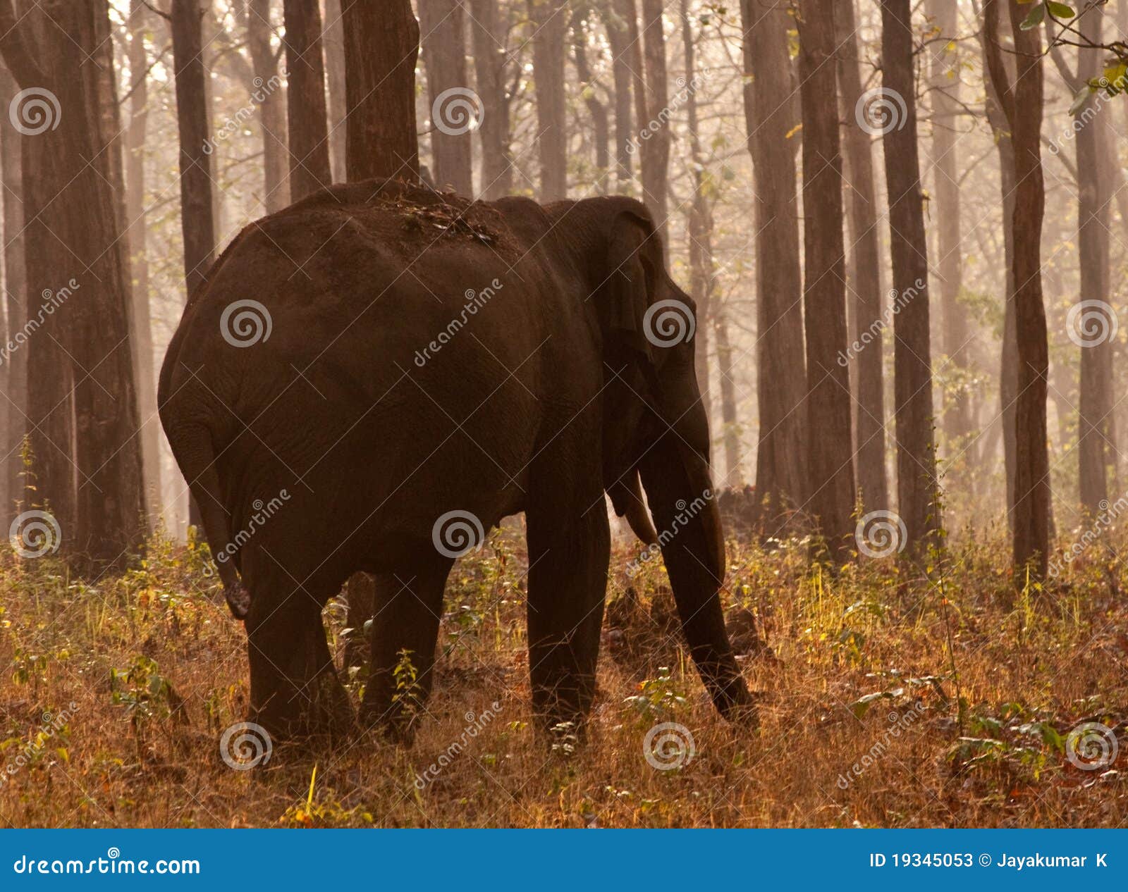 Elephant alone in woods stock image. Image of forest - 19345053