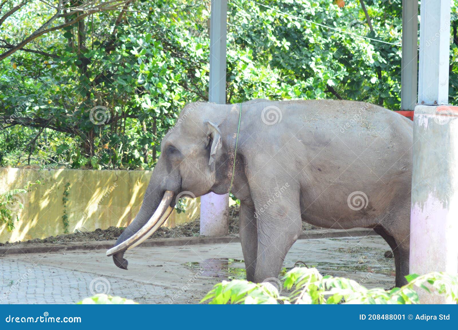 Elephant alone in a zoo stock image. Image of ears, beautiful - 208488001