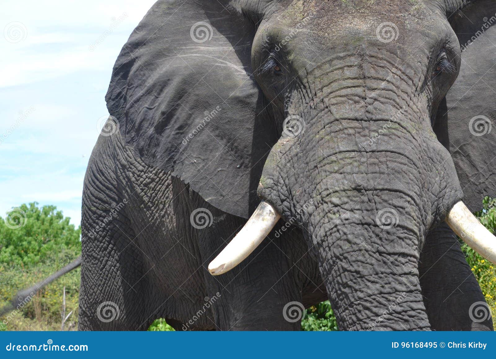 Elephant stock image. Image of closeup, angry, wild, male - 96168495
