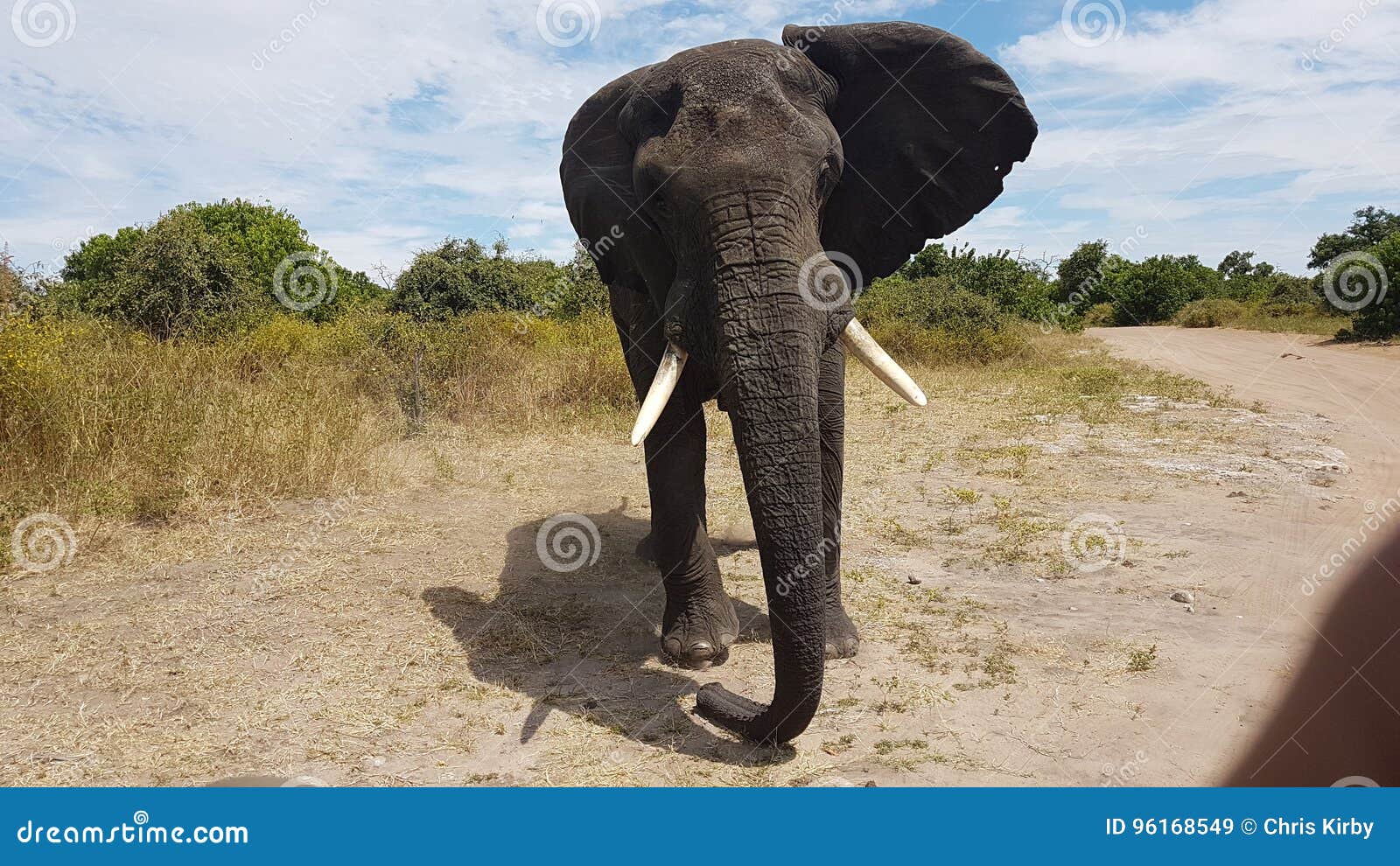 Elephant stock image. Image of savanna, wildlife, male - 96168549