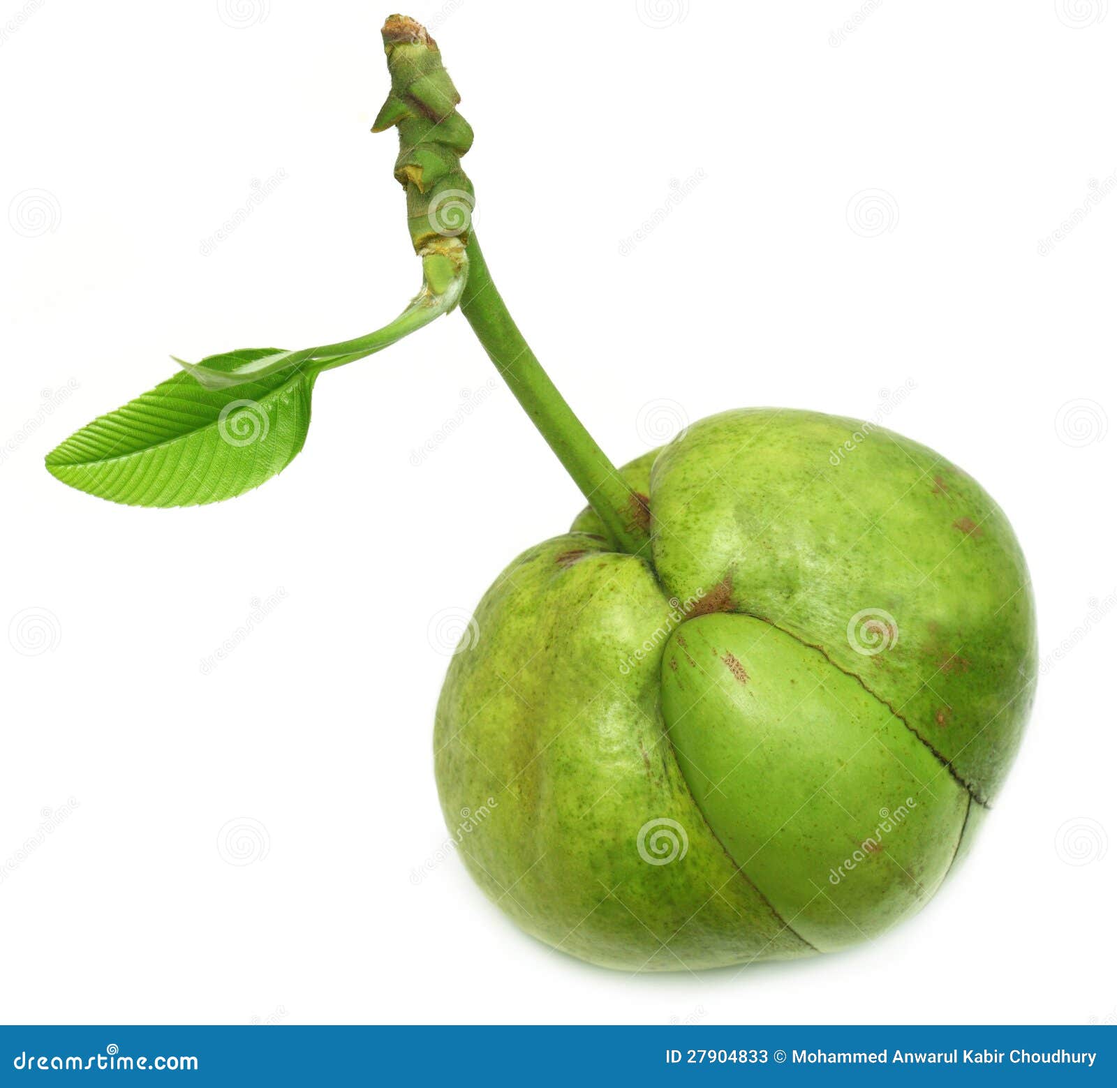 Elephant apple or Chalta stock image. Image of pickle - 27904833