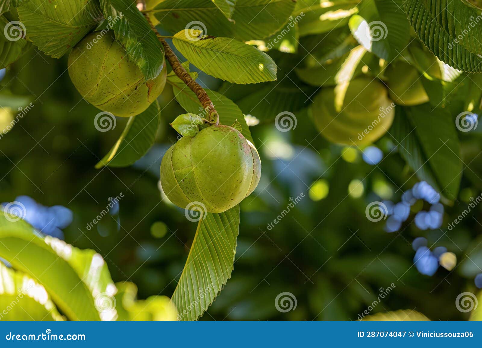 Elephant Apple Fruit Tree stock image. Image of tree - 287074047