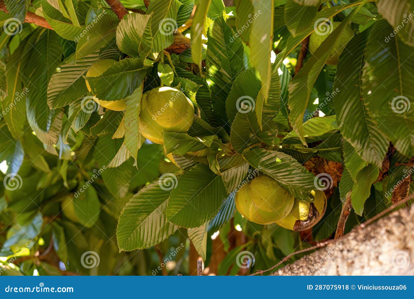 Elephant Apple Fruit Tree stock photo. Image of fruit - 287075918