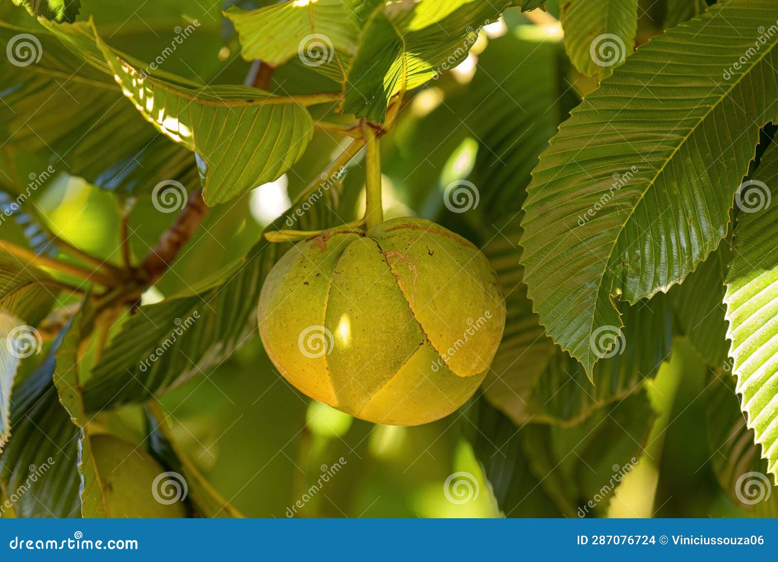 Elephant Apple Fruit Tree stock photo. Image of nature - 287076724